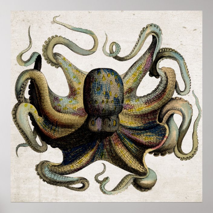 Vintage Octopus Print Poster | Zazzle.com.au