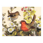 Robin Redbreast Postcard | Zazzle.com.au