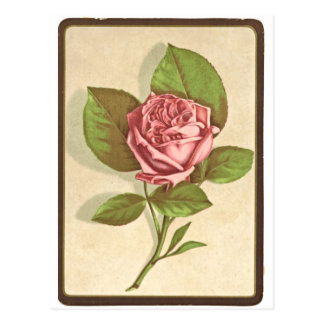Victorian Pink Rose Postcards | Zazzle.com.au