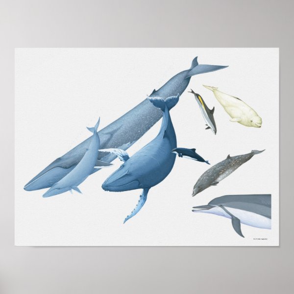 Whale Posters & Photo Prints | Zazzle AU