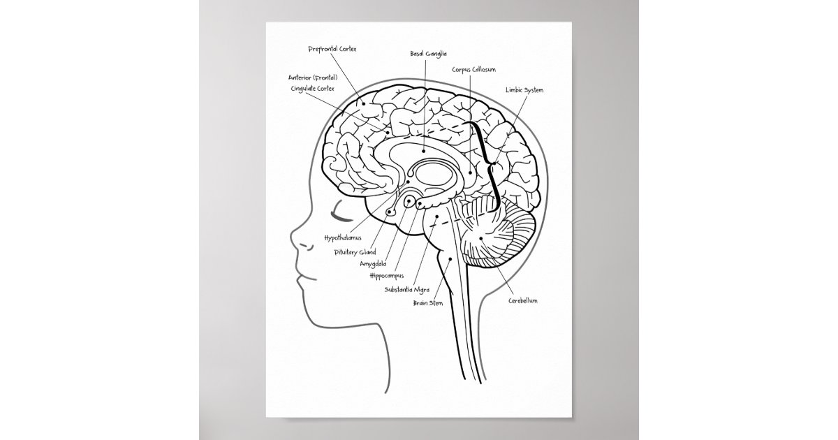 What's in Your Brain Poster | Zazzle