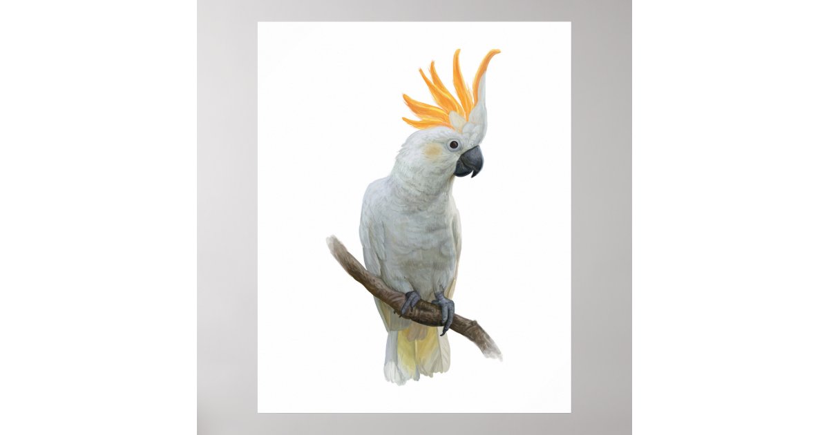 White Hand drawn Cockatoo Poster | Zazzle