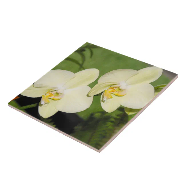 White Orchids on a green background Tile | Zazzle
