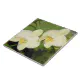 White Orchids on a green background Tile | Zazzle