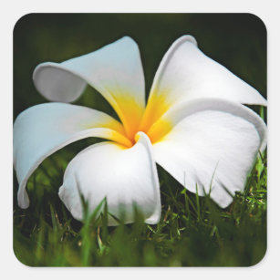 Frangipani Stickers | Zazzle AU