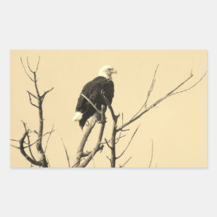Eagle Stickers | Zazzle AU