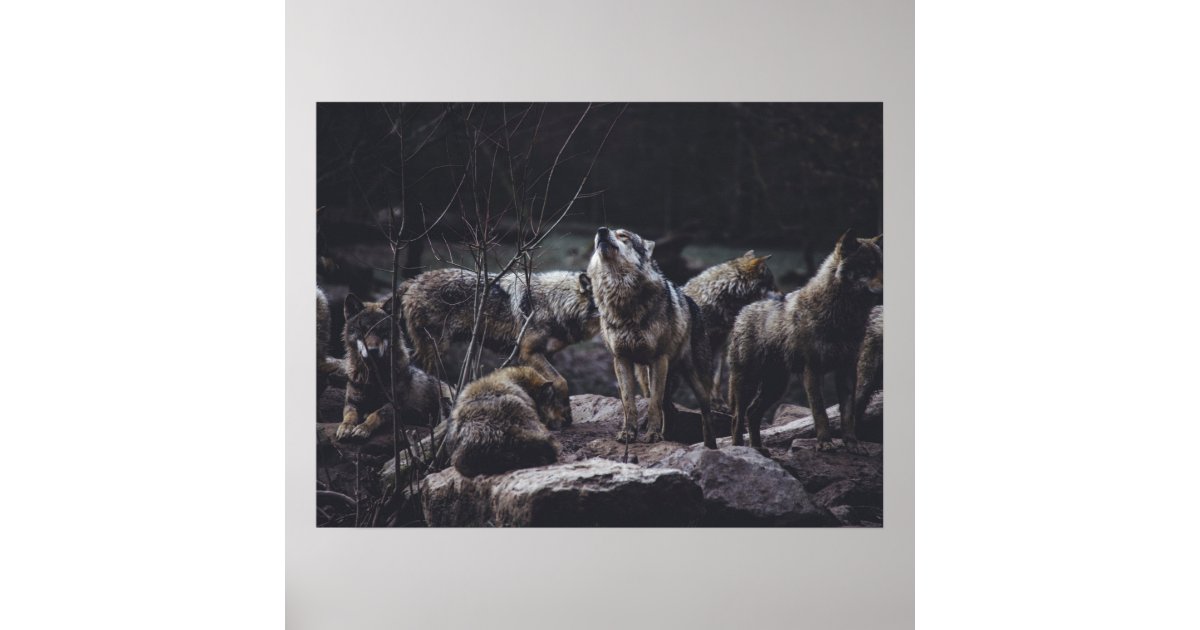 Wolf Pack Poster | Zazzle